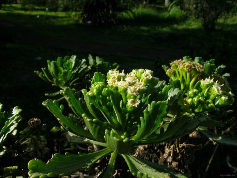 Psiadia retusa | Arbres et flore
