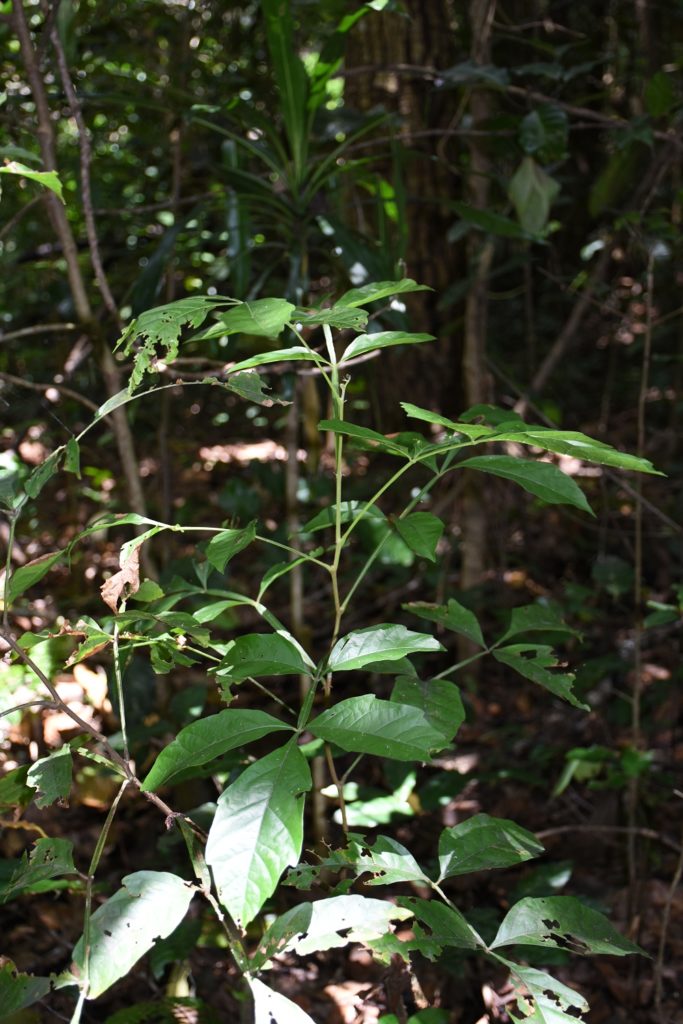 Paullinia pinnata L. | Arbres et flore