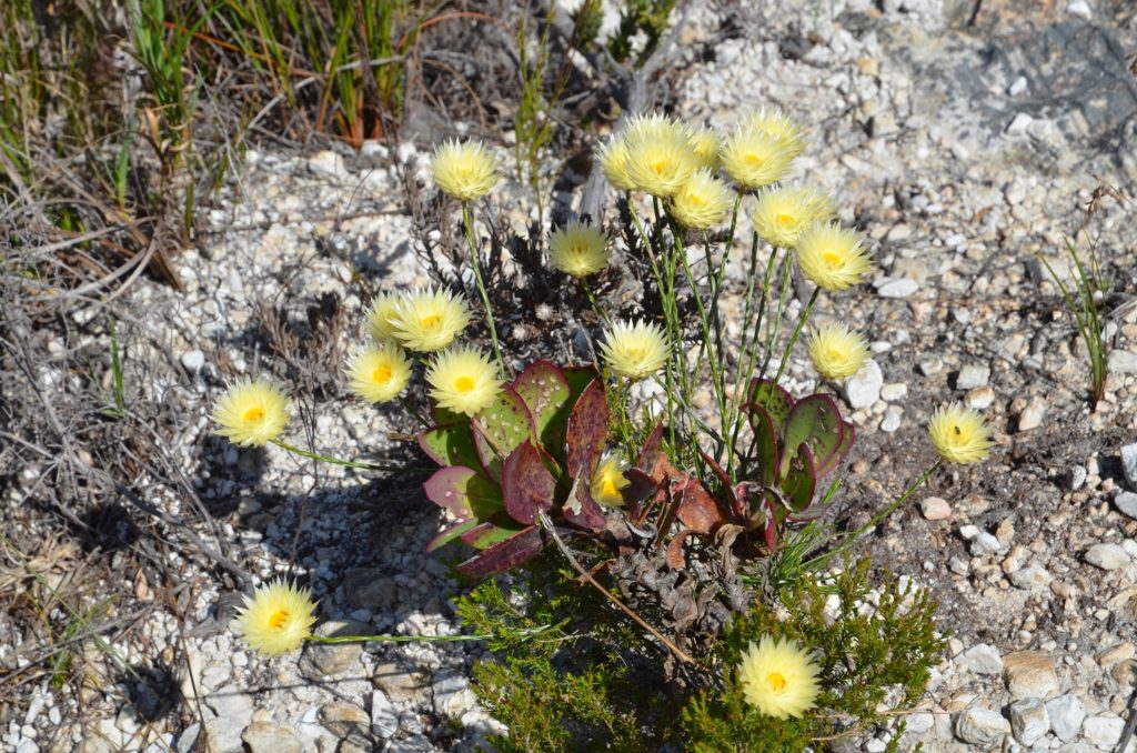 Edmondia sesamoides (L.) Hilliard | Arbres et flore