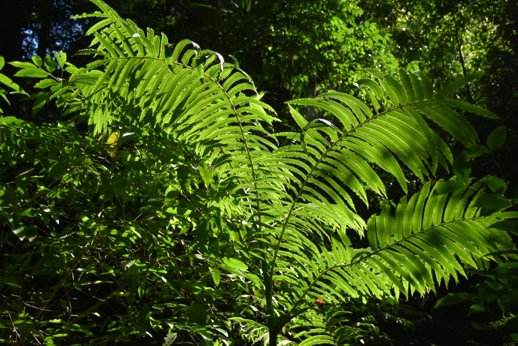 Marattia fraxinea Sm. | Arbres et flore