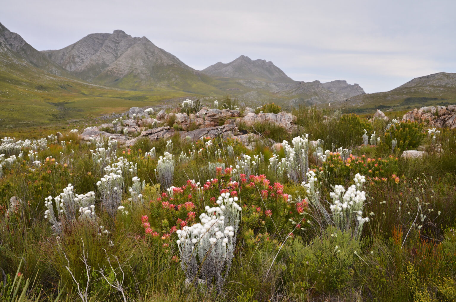 Kogelberg Nature Reserve – Afrique du Sud | Arbres et flore