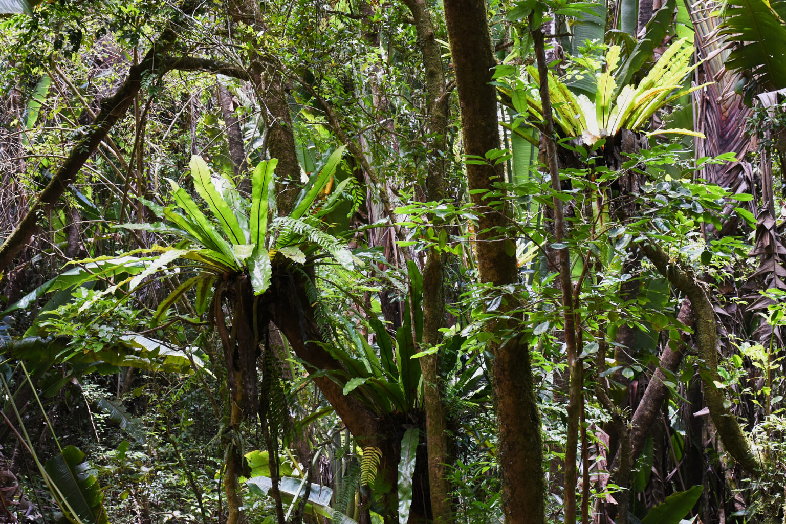 Vallée d’Osterlog Endemic Garden – Maurice | Arbres et flore