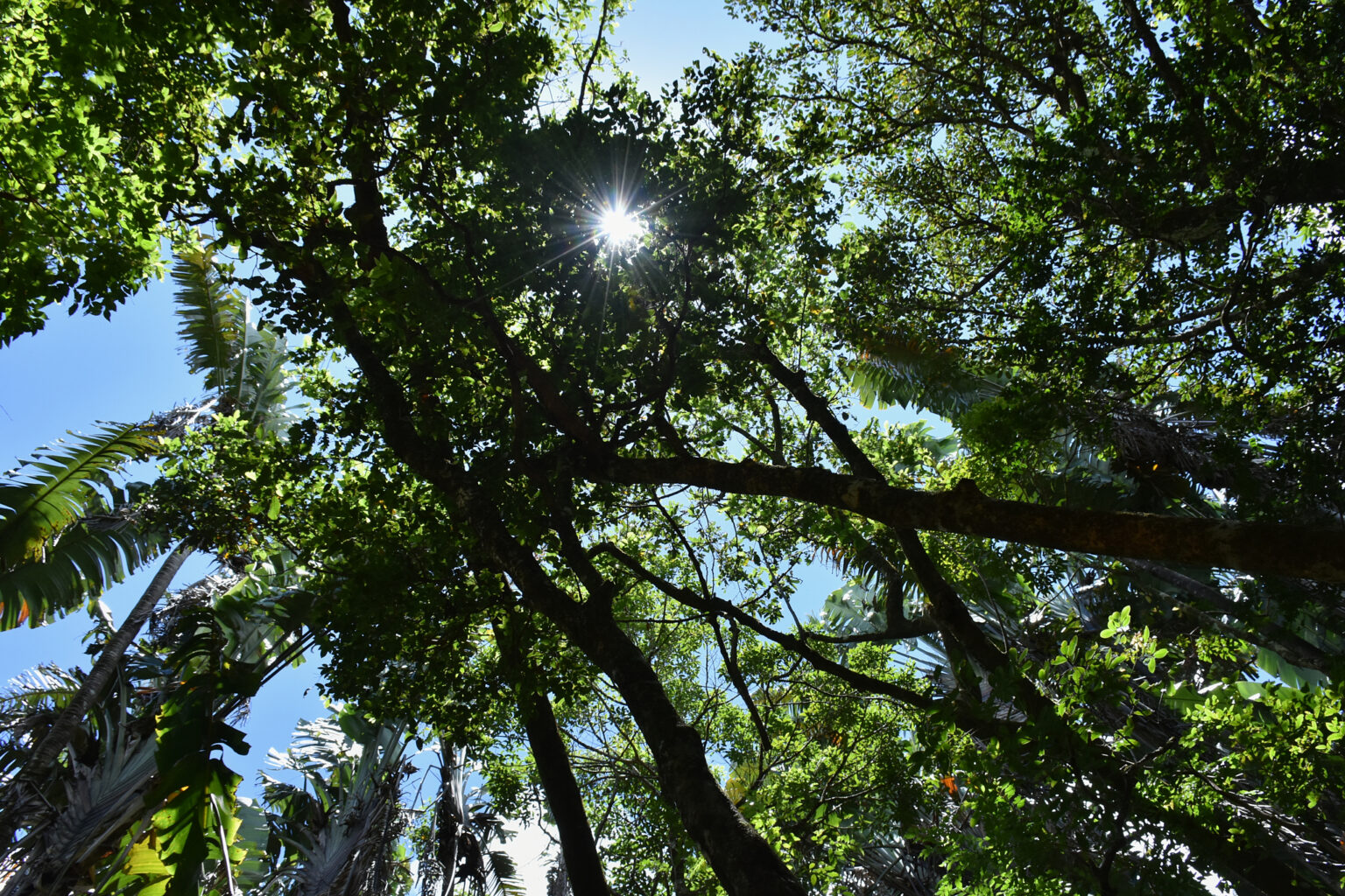 Vallée d’Osterlog Endemic Garden – Maurice | Arbres et flore