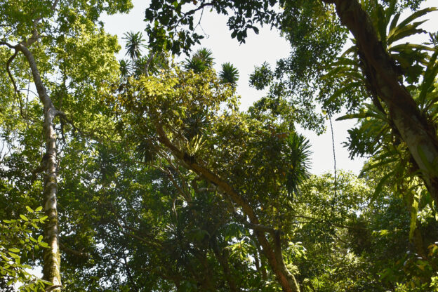 Réserve naturelle nationale des forêts de Mayotte | Arbres et flore