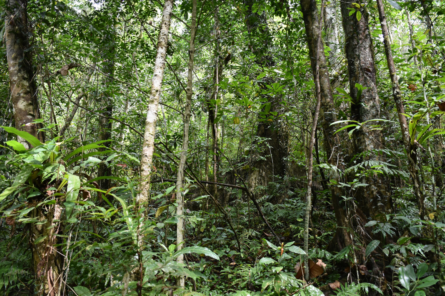 Réserve naturelle nationale des forêts de Mayotte | Arbres et flore